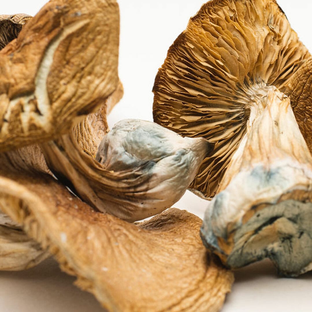 Blue Spotting On Magic Mushrooms? - Origin Mushrooms Official Site